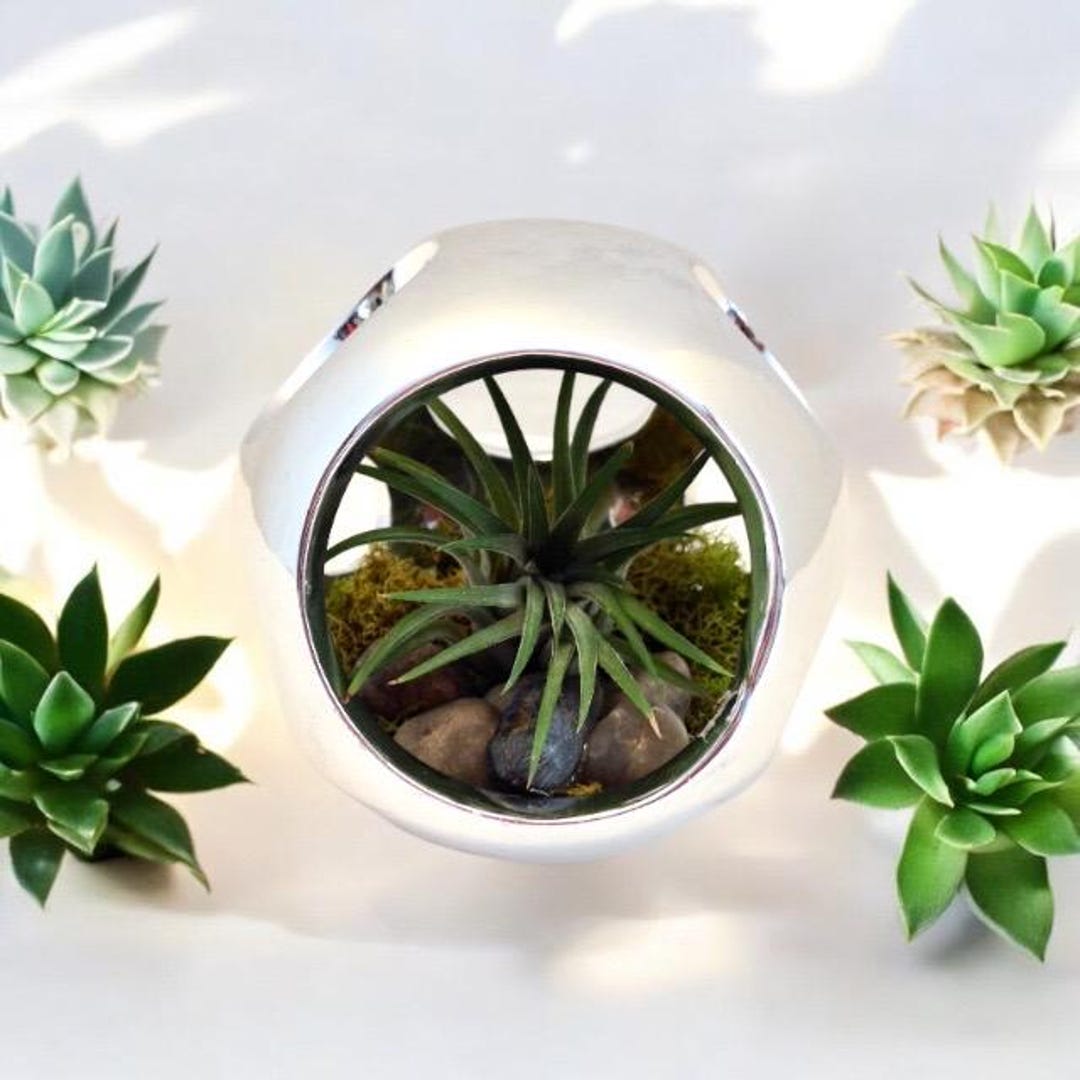 Chic Silver Globe Terrarium With Healthy Air Plant and Care ...