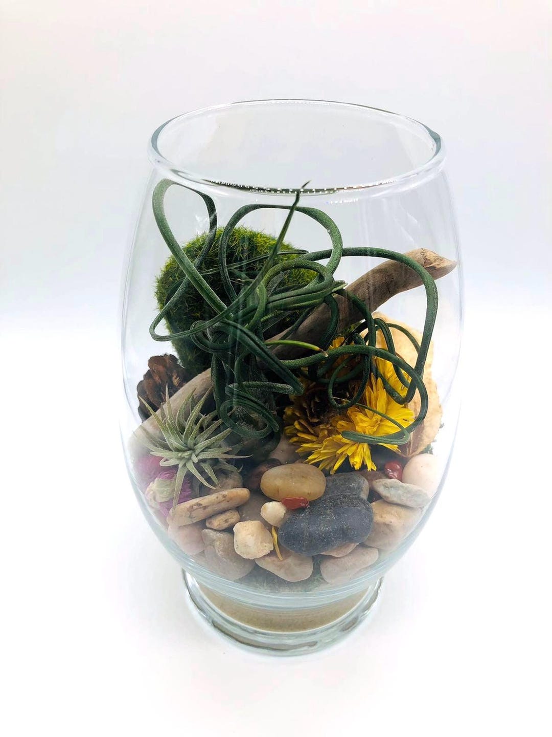 Nature Air Plant Terrarium DIY Kit: Glass Vase, Reindeer Moss ...