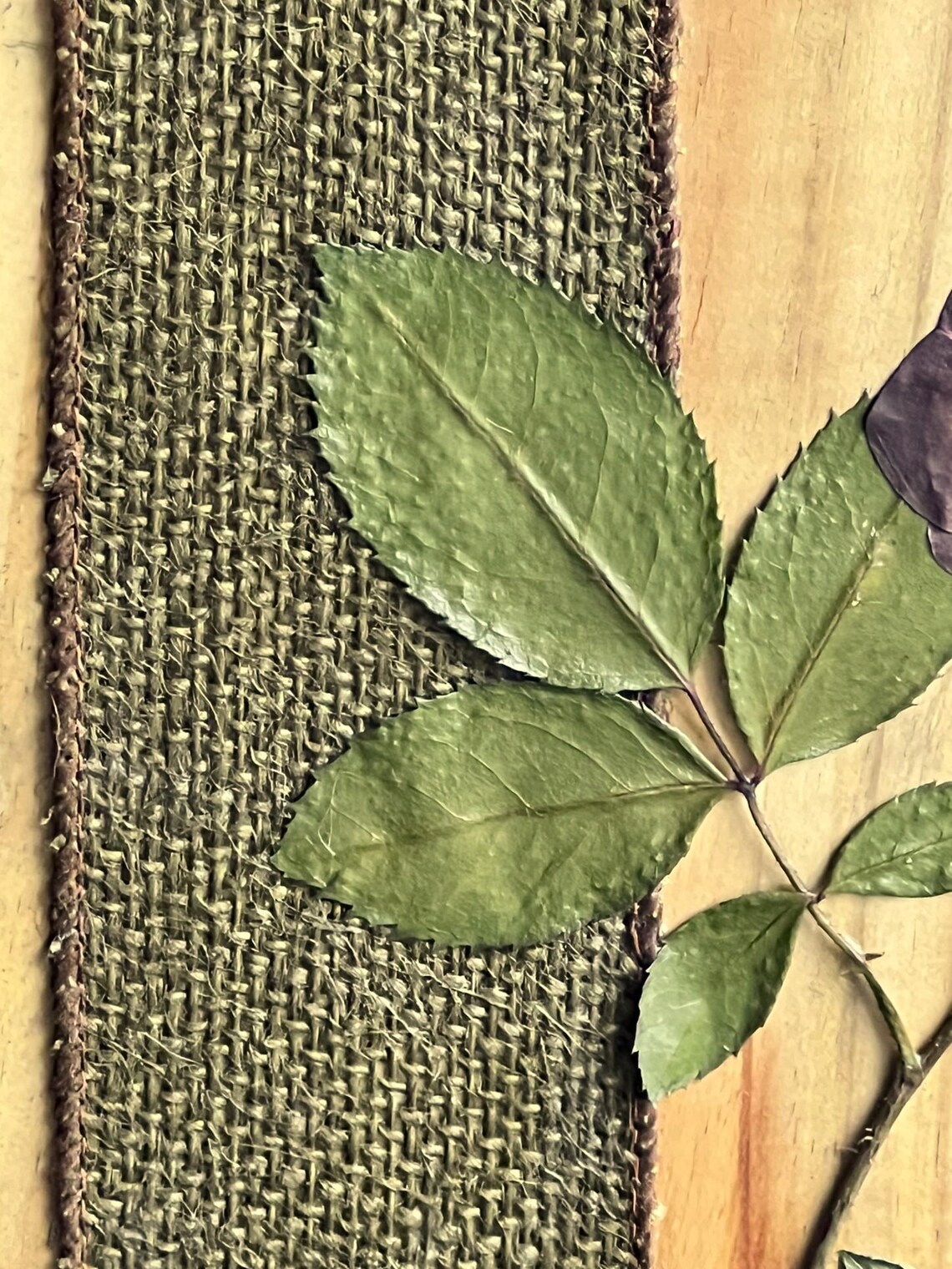 Pressed Flowers on Repurposed Wood: Red Rose With Stem and Leaves ...