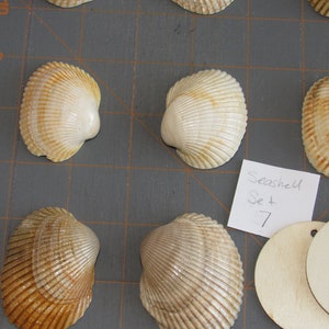 Sea Shells Seashells Florida Amelia Fernandina Ornaments Sets Double ...