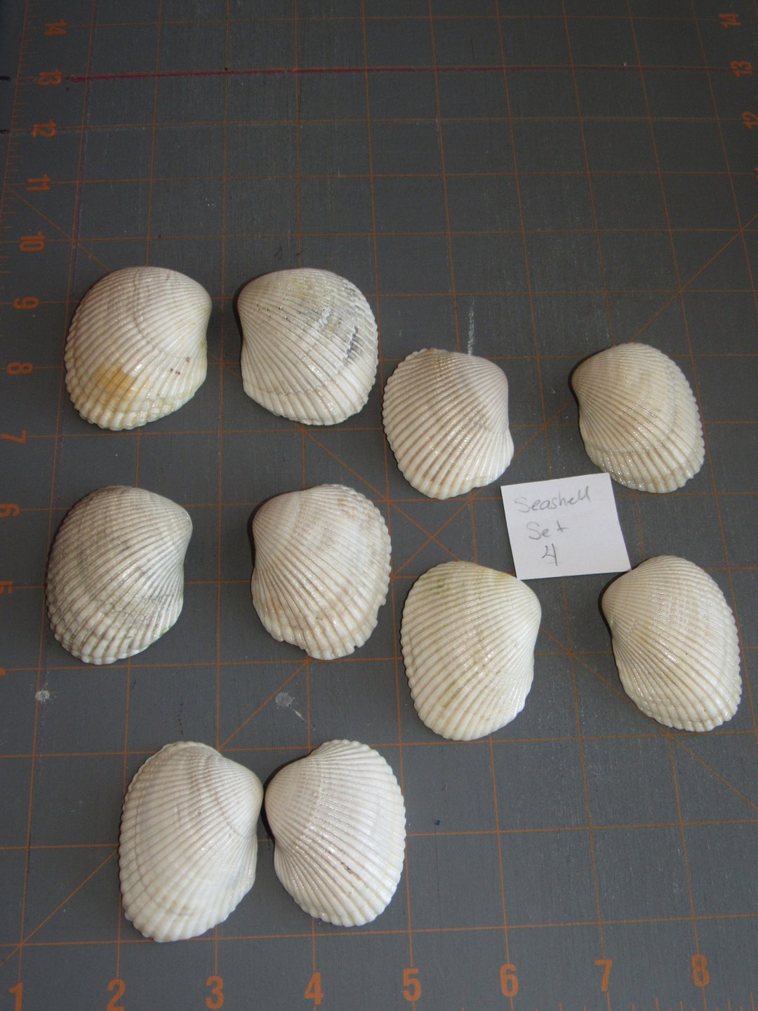 Sea Shells Seashells Florida Amelia Fernandina Ornaments Sets Double ...