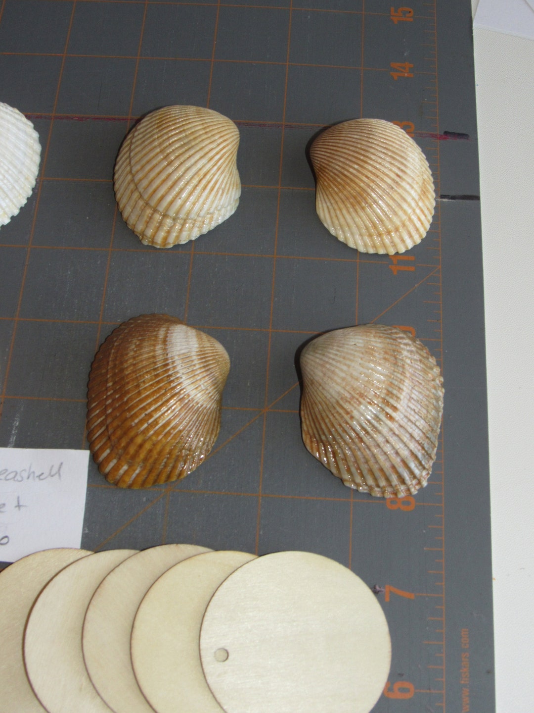 Sea Shells Seashells Florida Amelia Fernandina Ornaments Sets Double ...