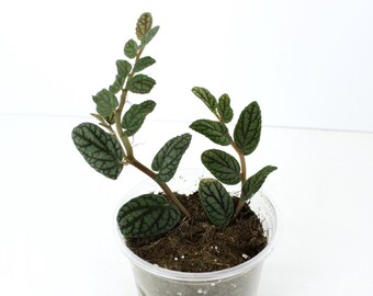 Polynesian Ivy Vine Pellionia Pulchra cuttings, 2inch 4icnh 6inc Pot ...