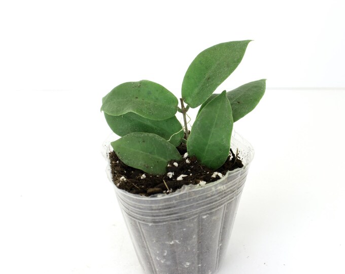 Hoya Patella Pink - Etsy