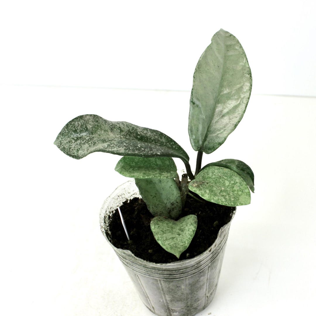 Hoya Nova Ghost - Etsy