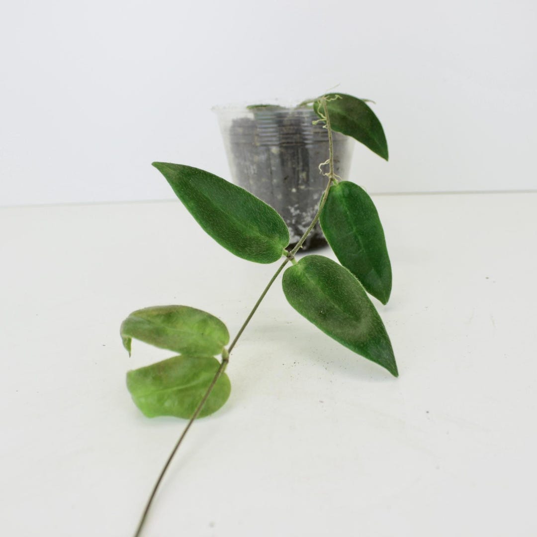 Hoya Patella Pink - Etsy