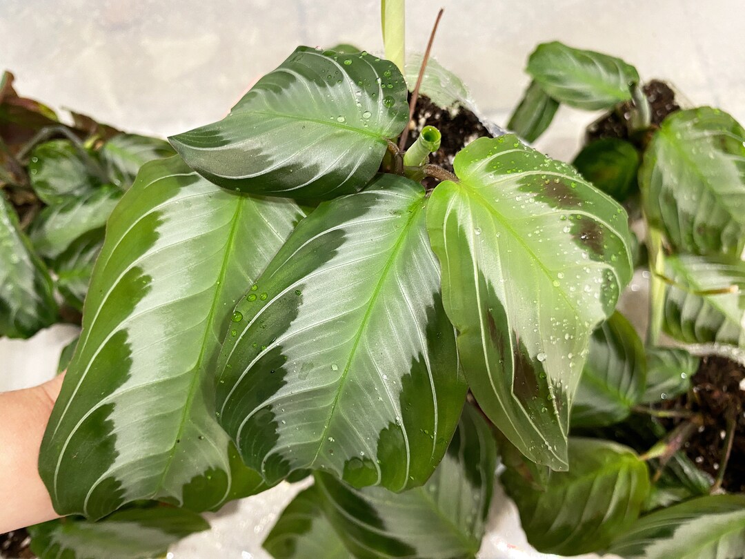 Maranta Silver Band - Etsy