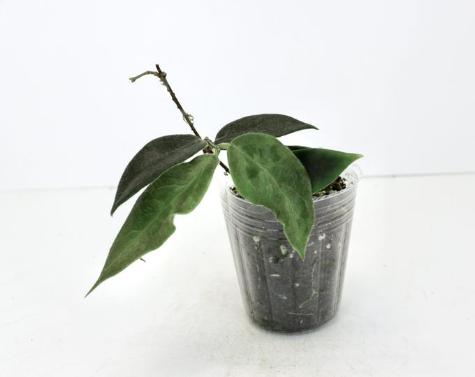 Hoya Patella Pink - Etsy