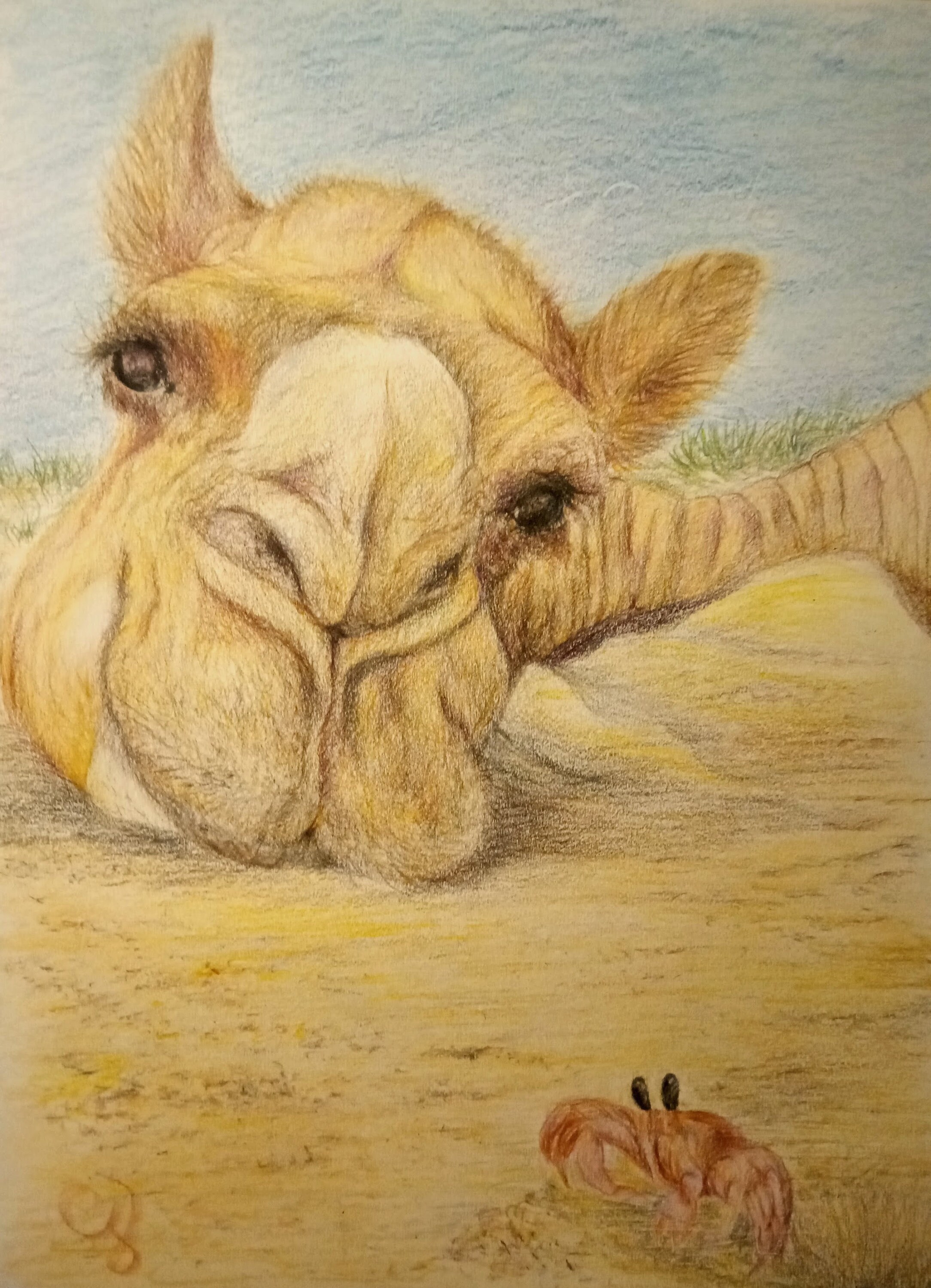 Camel Drawing Colored Pencil Camel and Crab Drawing | Etsy