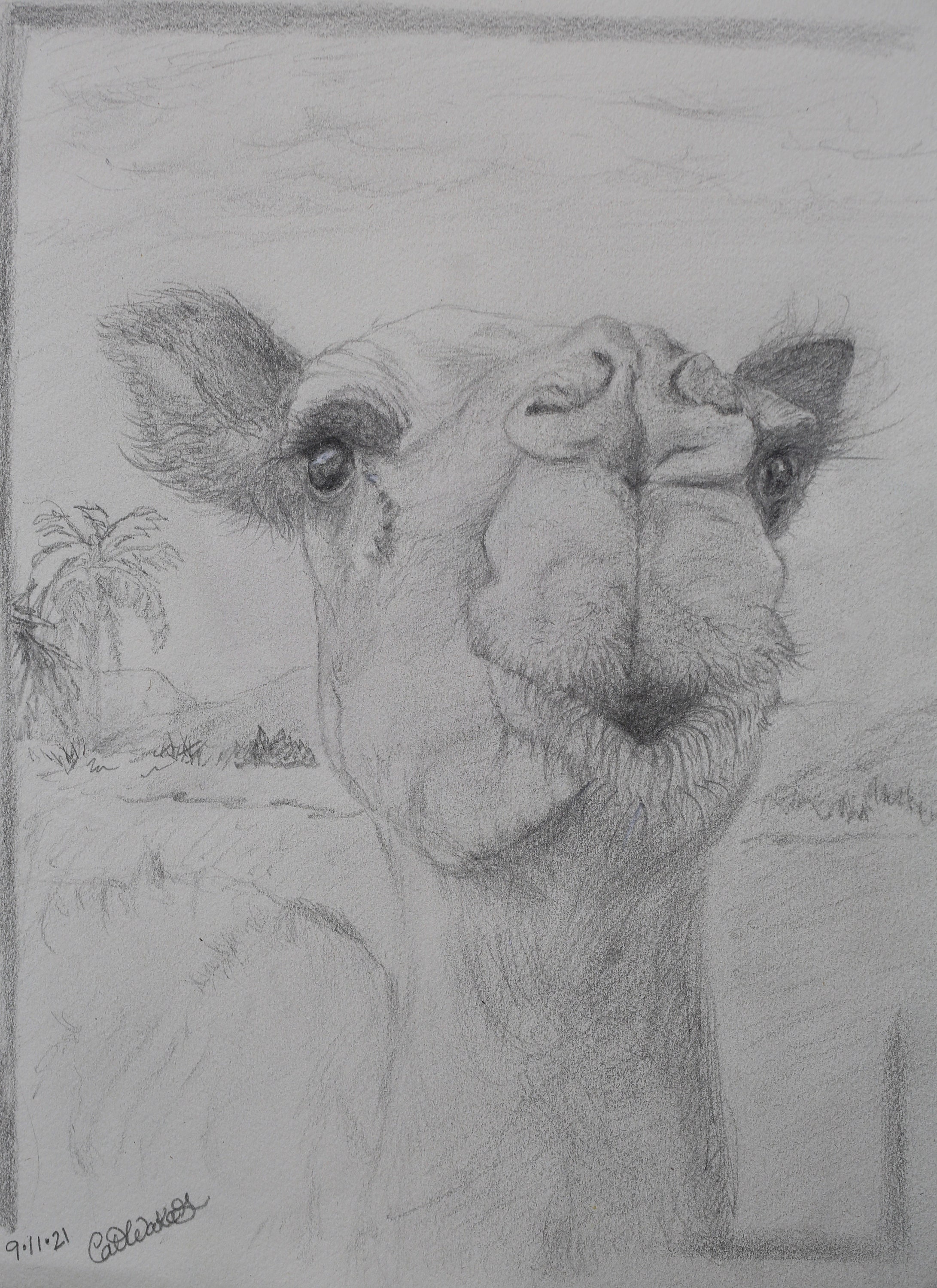 Camel Drawing Colored Pencil Camel and Crab Drawing | Etsy