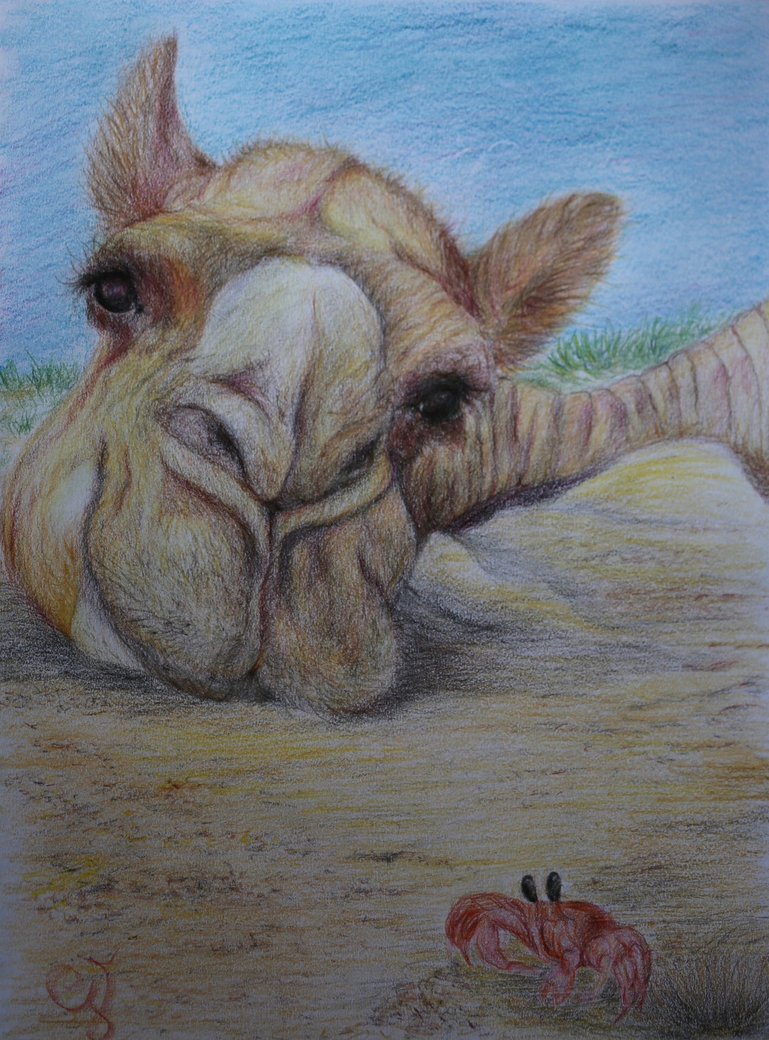 Camel Drawing Colored Pencil Camel and Crab Drawing - Etsy