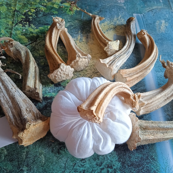 Pumpkin Stems - Etsy