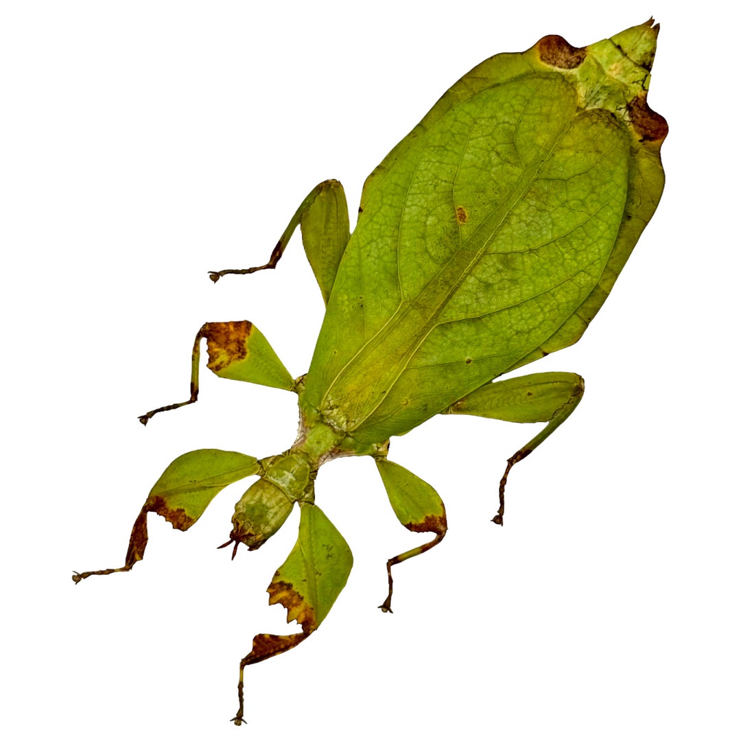 Green Leaf Insect (phyllium Mamasaense) (F) Indonesian Specimen ...