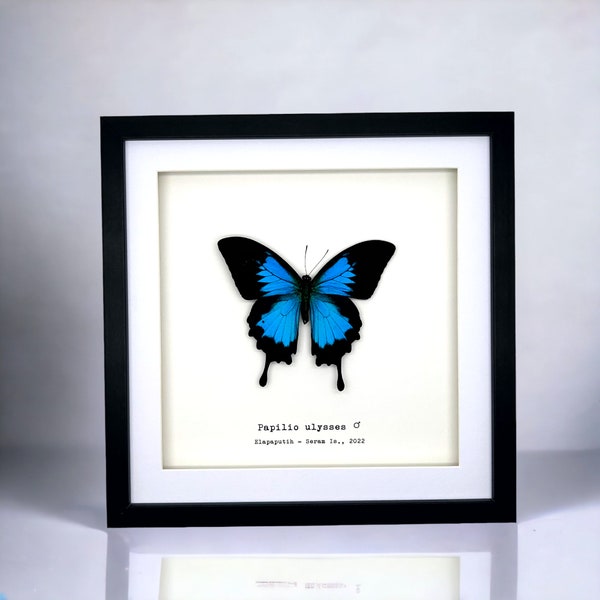Mounted Butterflies - Etsy