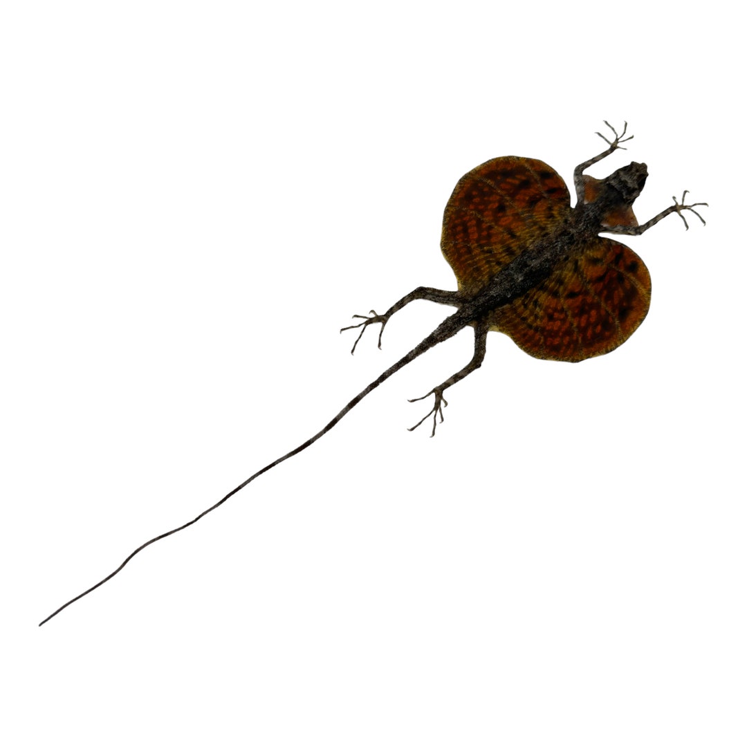 REAL RED Draco Flying Lizard Draco Haematopogon Taxidermy Indonesian ...