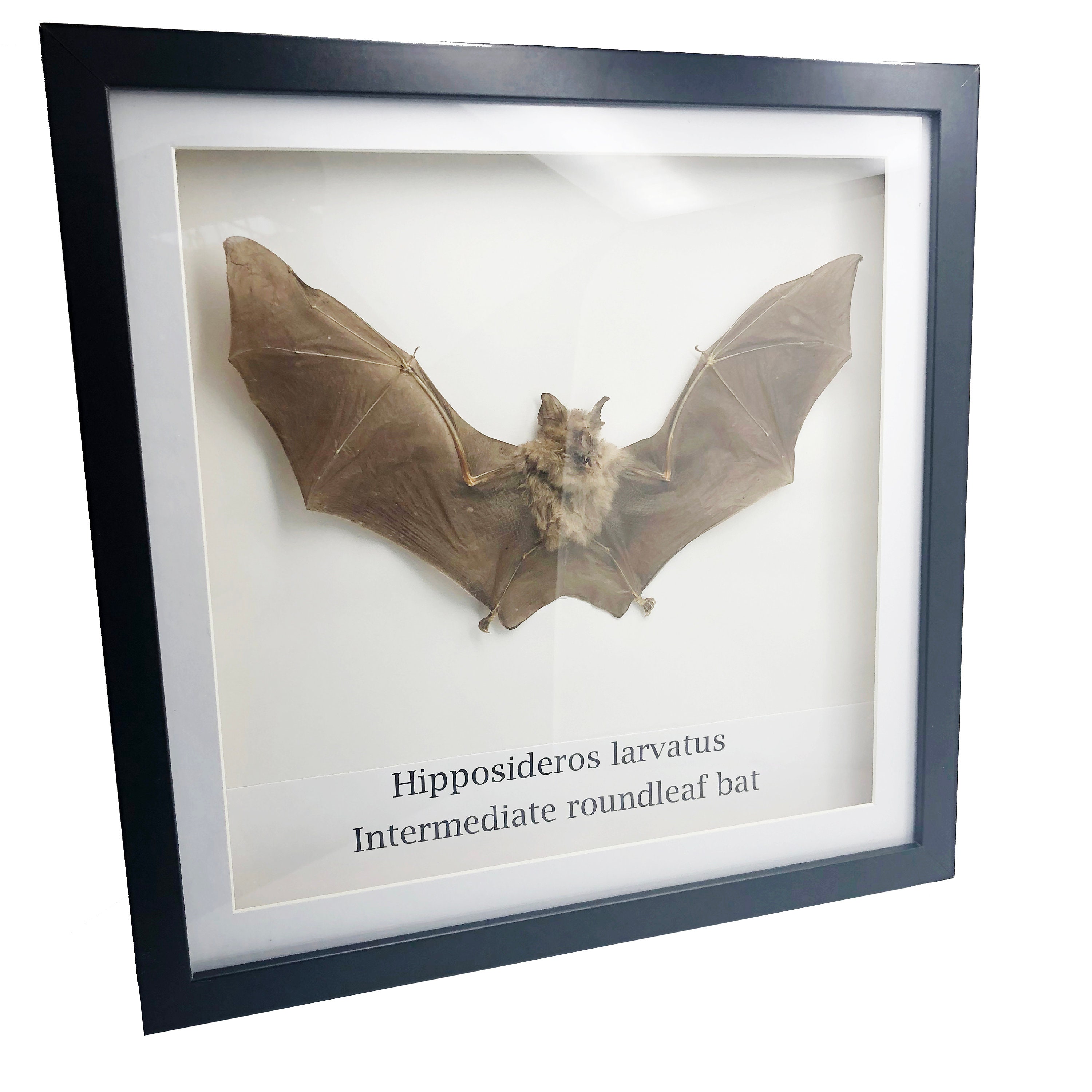 Lot of 10 Intermediate Roundleaf Bat Hipposideros larvatus Hanging ...