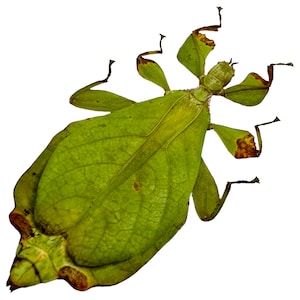 Green Leaf Insect (phyllium Mamasaense) (F) Indonesian Specimen ...