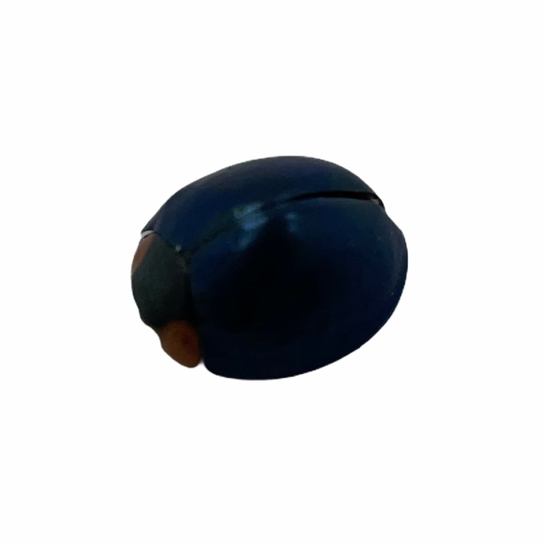 Steelblue Ladybird Bug (halmus Chalybeus) Insects Specimen, Oddities ...