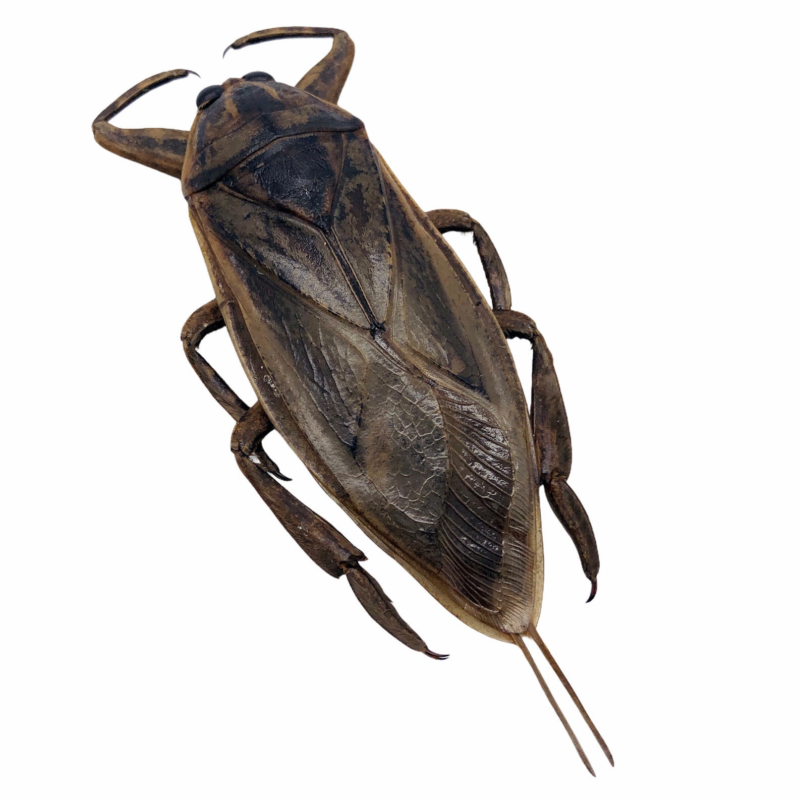 Giant Water Bug (lethocerus Indicus) Insects Specimen Oddities ...