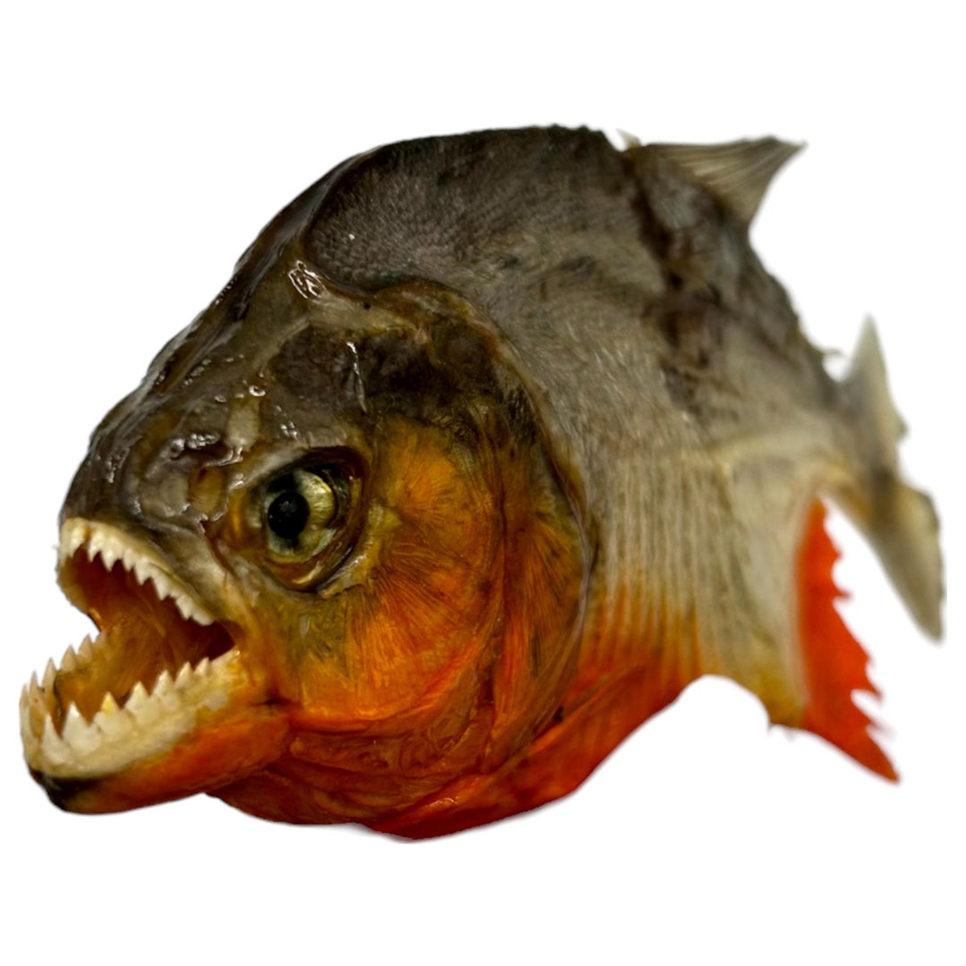 Real Taxidermy MINI SMALL Red Bellied Predator Piranha Peru Amazon ...