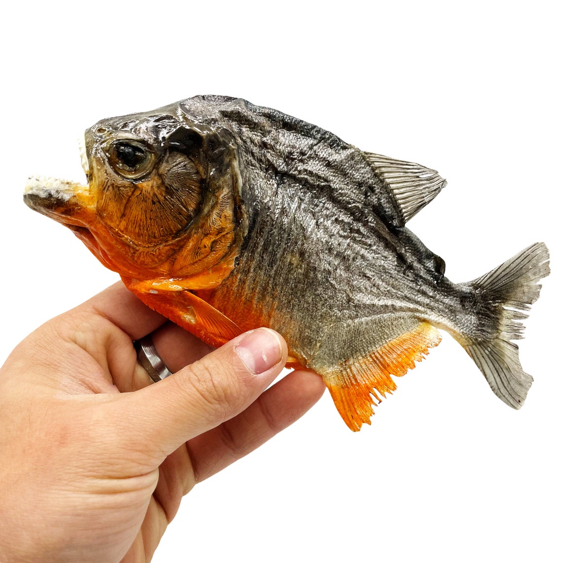 Real Taxidermy Red Bellied Predator Piranha Peru Amazon - Etsy