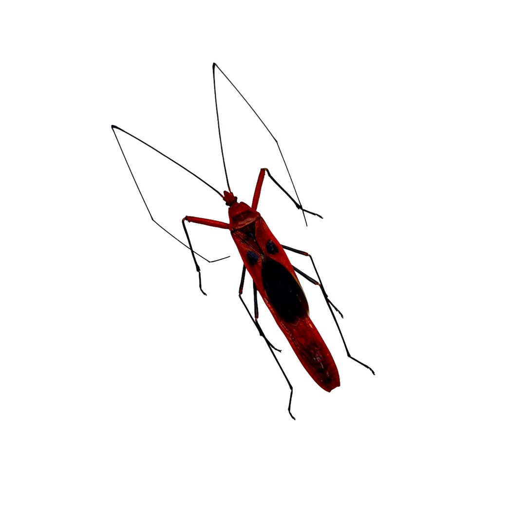 Red Ghoul Face Stink Bug lohita Grandis Insects Specimen Oddities ...