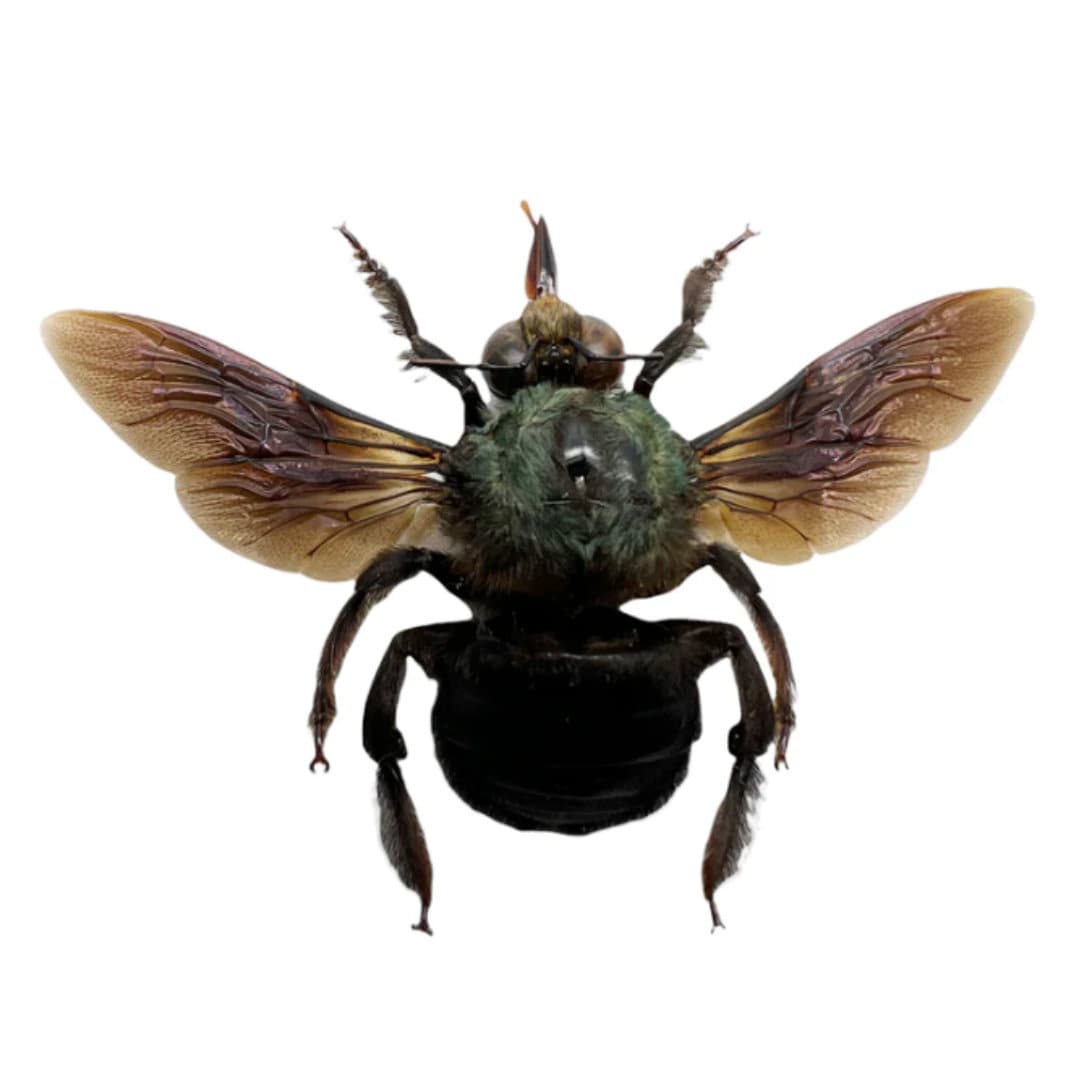 Giant Tropical Blue Green Carpenter Bee (xylocopa Caerulea) (M) Insect ...