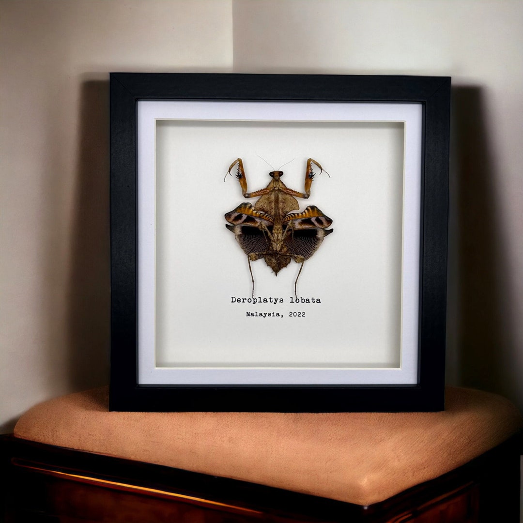 Southeast Asian Dead Leaf Mantis Frame deroplatys Lobata Shadow Box ...