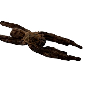 Chinese Earth Tiger / Bird SPIDER (cyriopagopus Schmidti) Unmounted ...