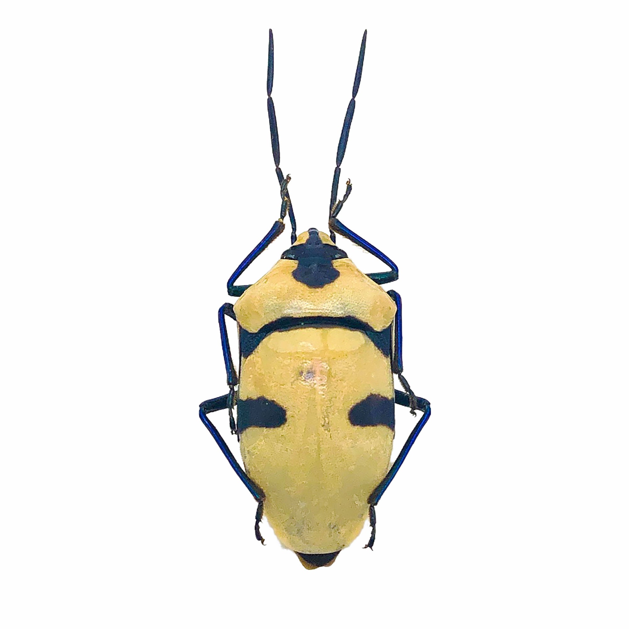Man Faced Stink Bug (eucorysses Grandis) Insects Specimen Oddities ...