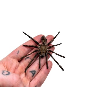 Sumatran-tiger Tarantula Spider (ornithoctoninae Sp 'veronica') Dwarf ...