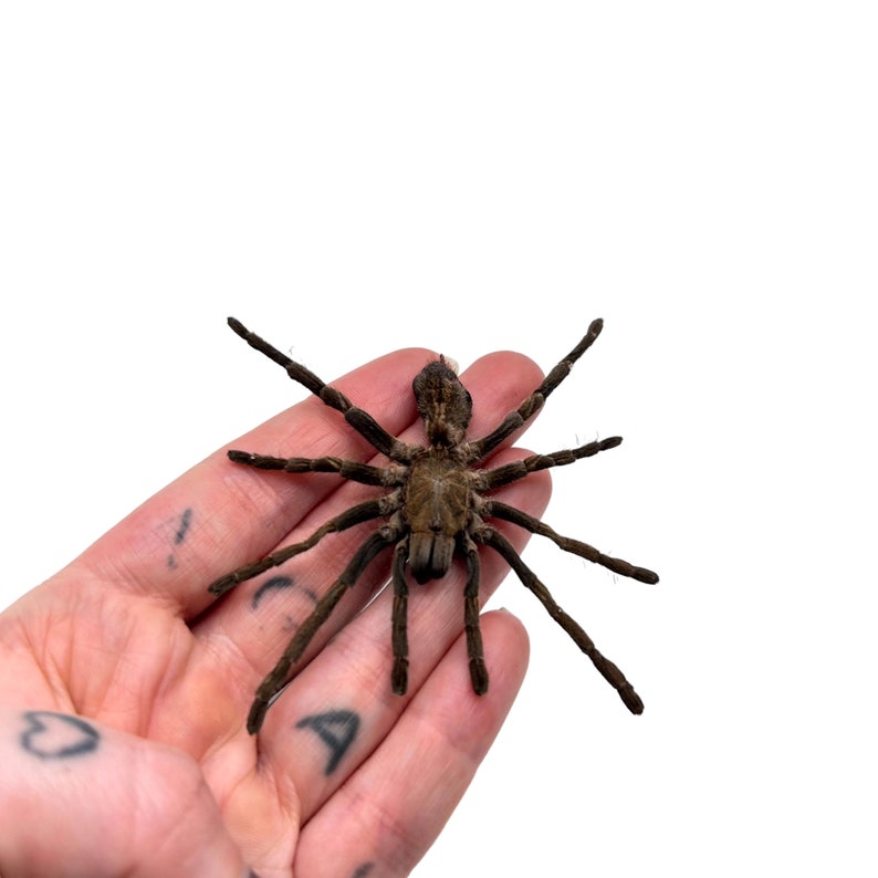 Sumatran-tiger Tarantula Spider (ornithoctoninae Sp 'veronica') Dwarf ...