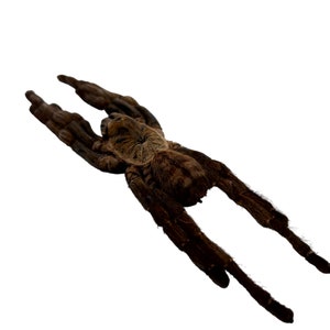 Chinese Earth Tiger / Bird SPIDER (cyriopagopus Schmidti) Unmounted ...