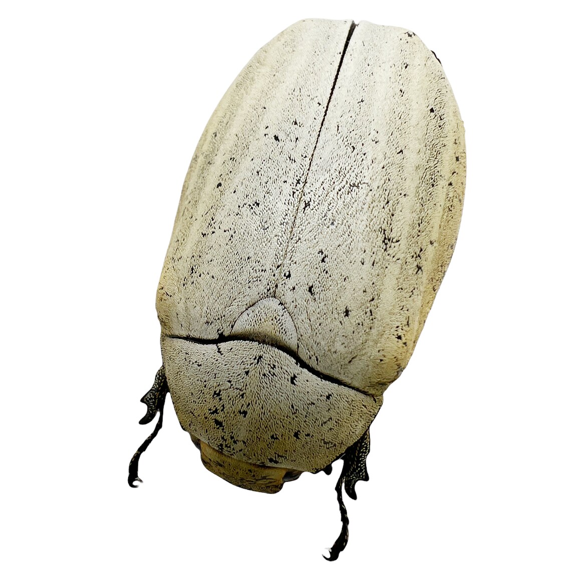 Sugarcane White Grub lepidiota Stigma Insect Specimen - Etsy