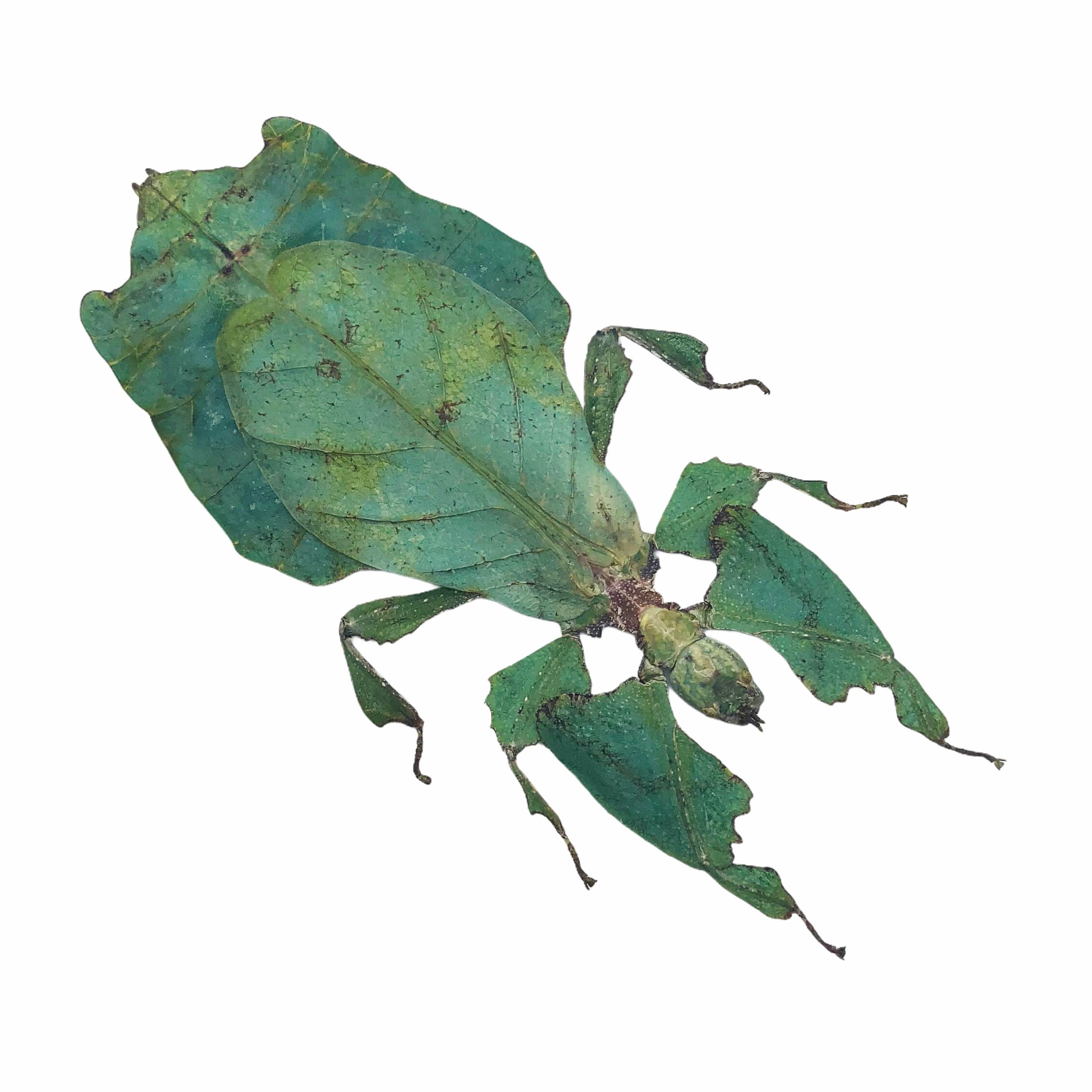 Giant Leaf Insect