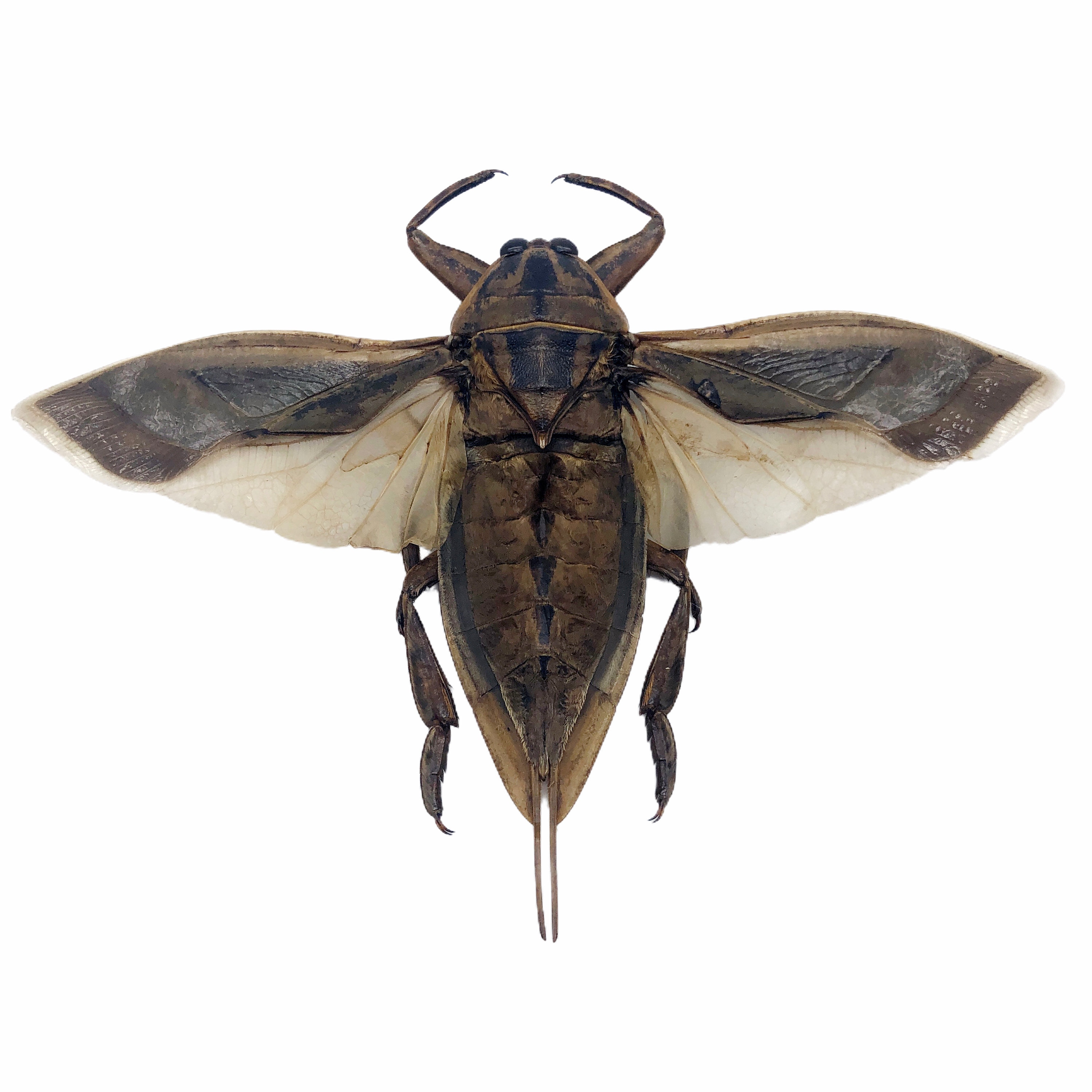 Giant Water Bug (lethocerus Indicus) (SPREAD) Insects Specimen ...