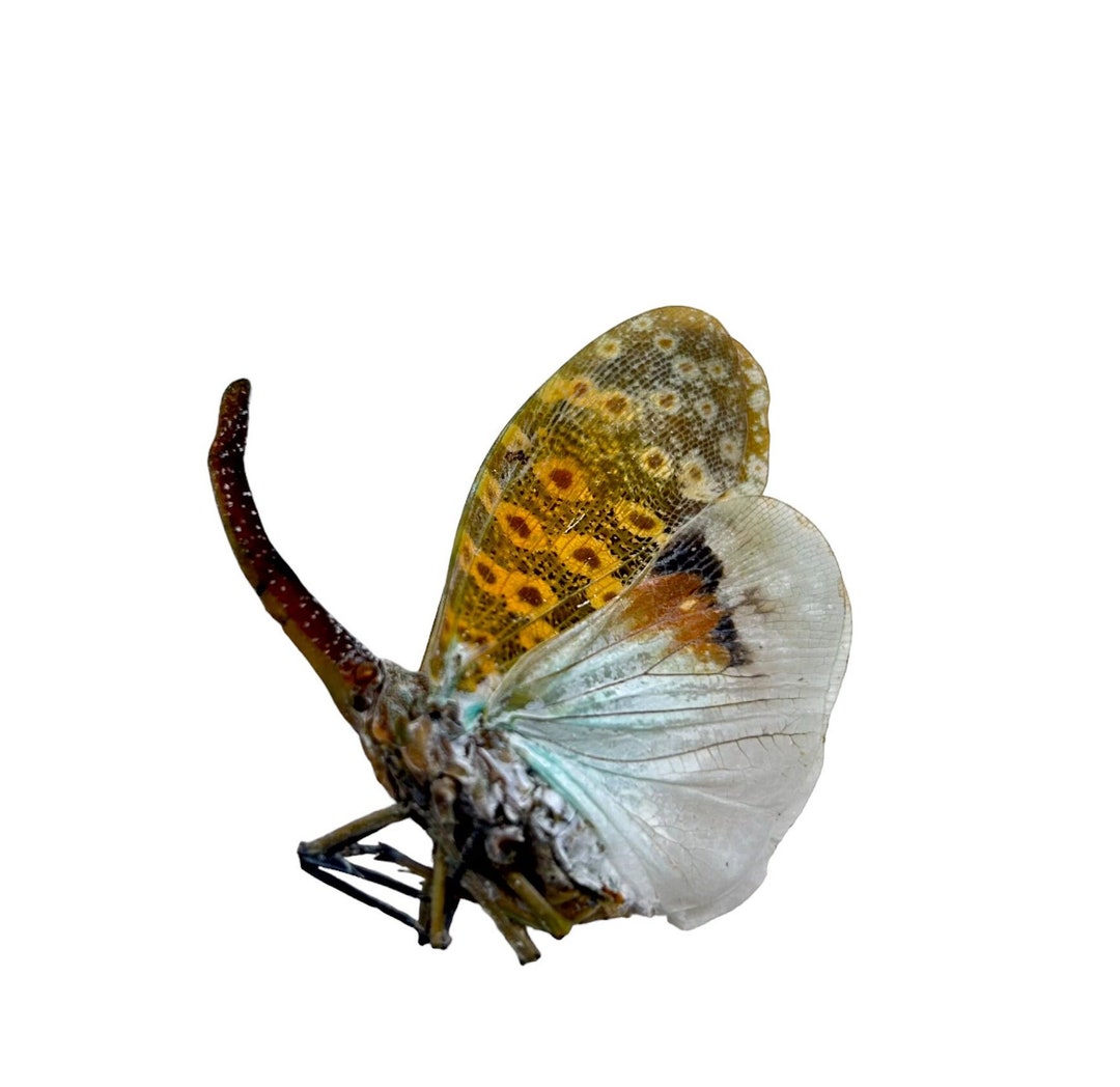 Long Nose Lantern Fly (pyrops Oculata) Insect Collector Specimen ...