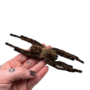 Chinese Earth Tiger / Bird SPIDER (cyriopagopus Schmidti) Unmounted ...