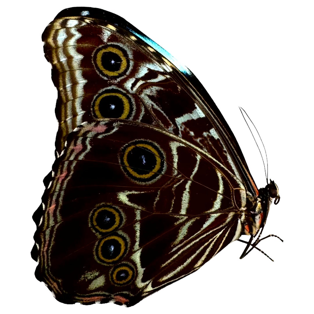 The Deidamia Scarce Morpho Butterfly MALE (morpho Deidamia) Lepidoptera ...