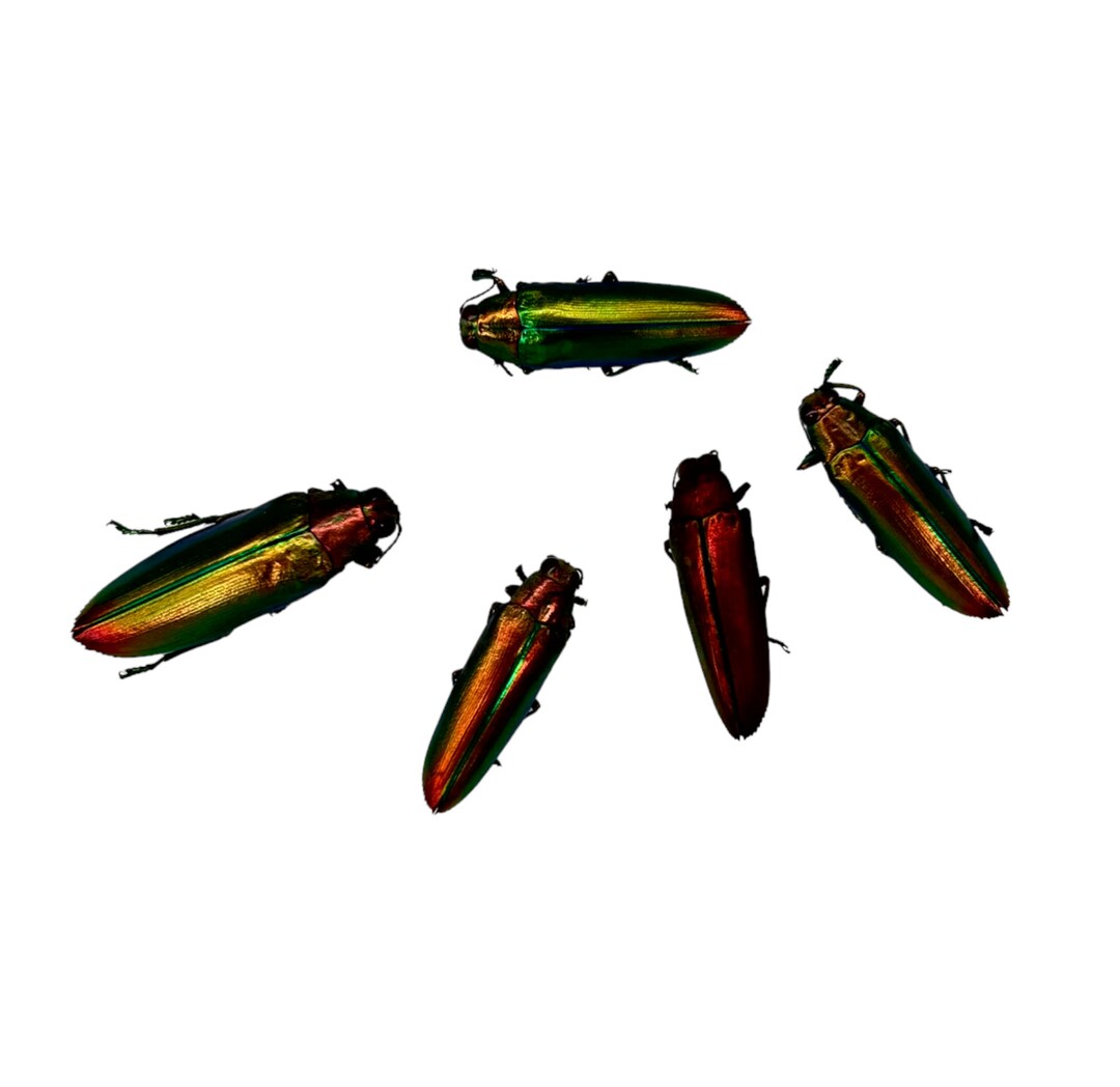 Rainbow Chromatic Beetles SET X5 chrysochroa Aurora Insect Specimen Art ...