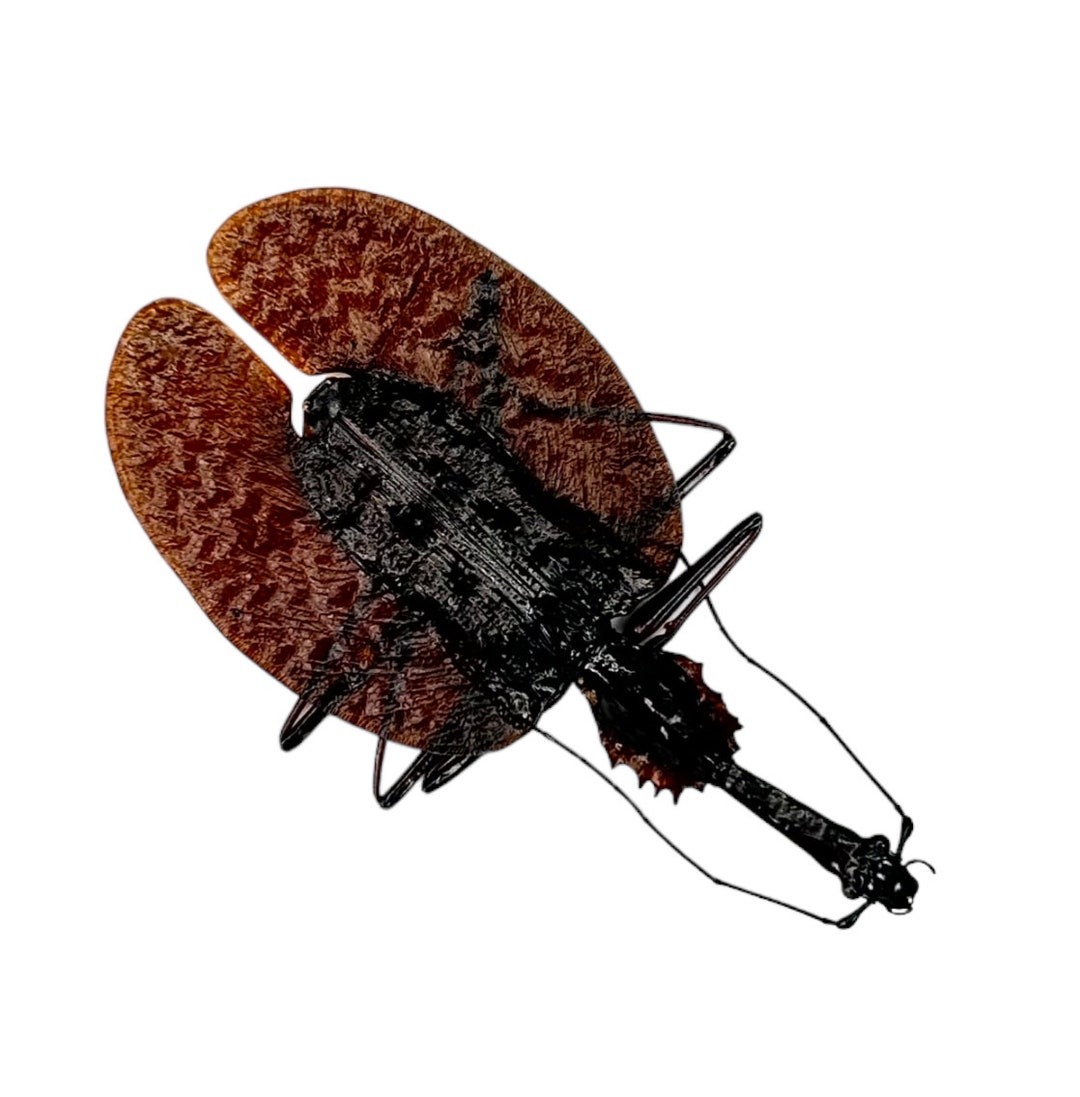 Violin Beetle (mormolyce Castelnaudi) Insect Collector Specimen ...