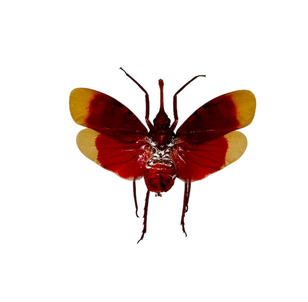 Red and Yellow Snout Nose Lantern Fly pyrops Hamdjahi Bug Insect ...