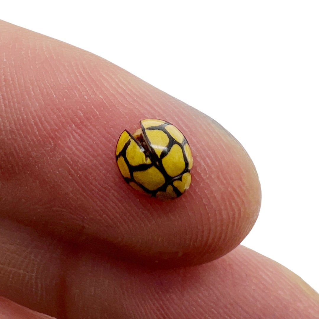 Netty Ladybird Ladybug (heteroneda Billardieri) Insects Specimen ...