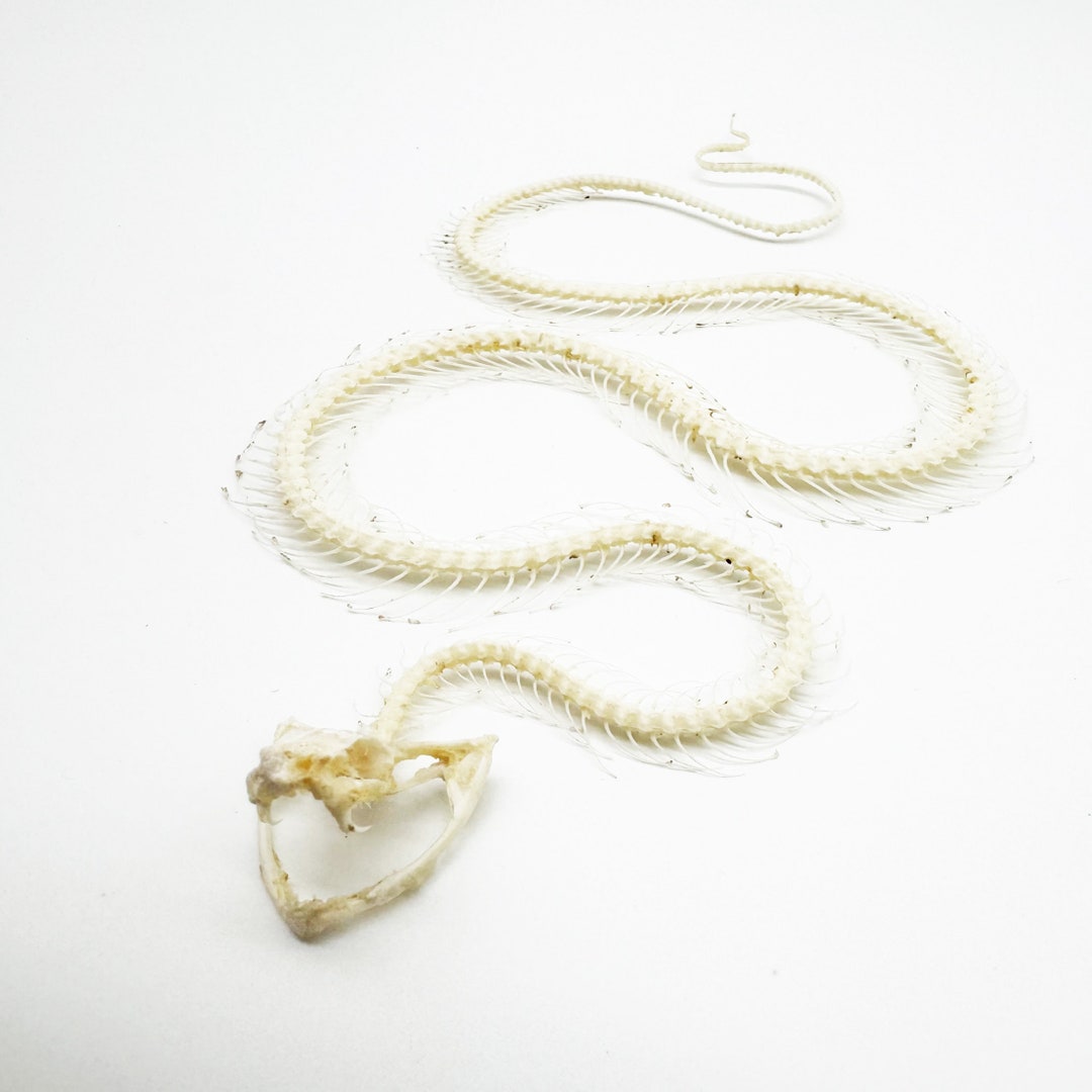 White-lipped Pit Viper Curved Skeleton trimeresurus Albolabris ...