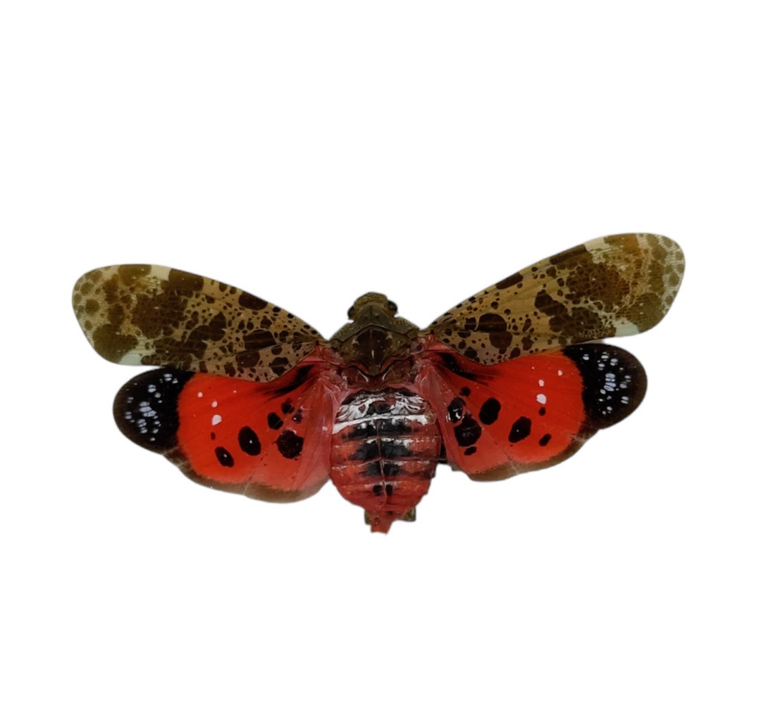 Ruby Red Spotted Lantern Fly penthicodes Atomaria Bug Insect Specimen ...