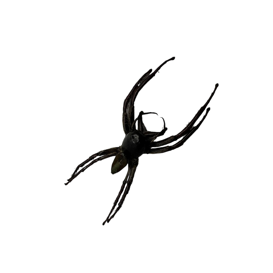 Giant Jumping Spider (hyllus Giganteus) Male, Entomology Specimen ...