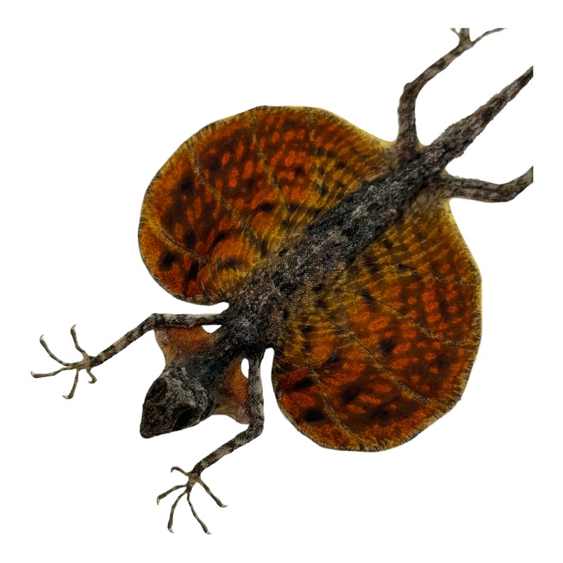 REAL RED Draco Flying Lizard Draco Haematopogon Taxidermy Indonesian ...