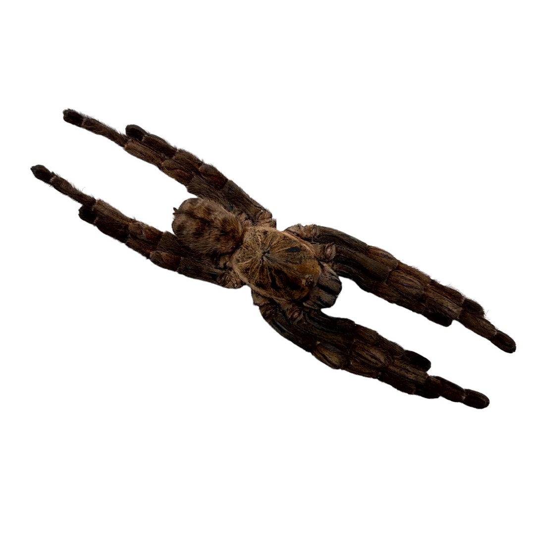 Chinese Earth Tiger / Bird SPIDER (cyriopagopus Schmidti) Unmounted ...