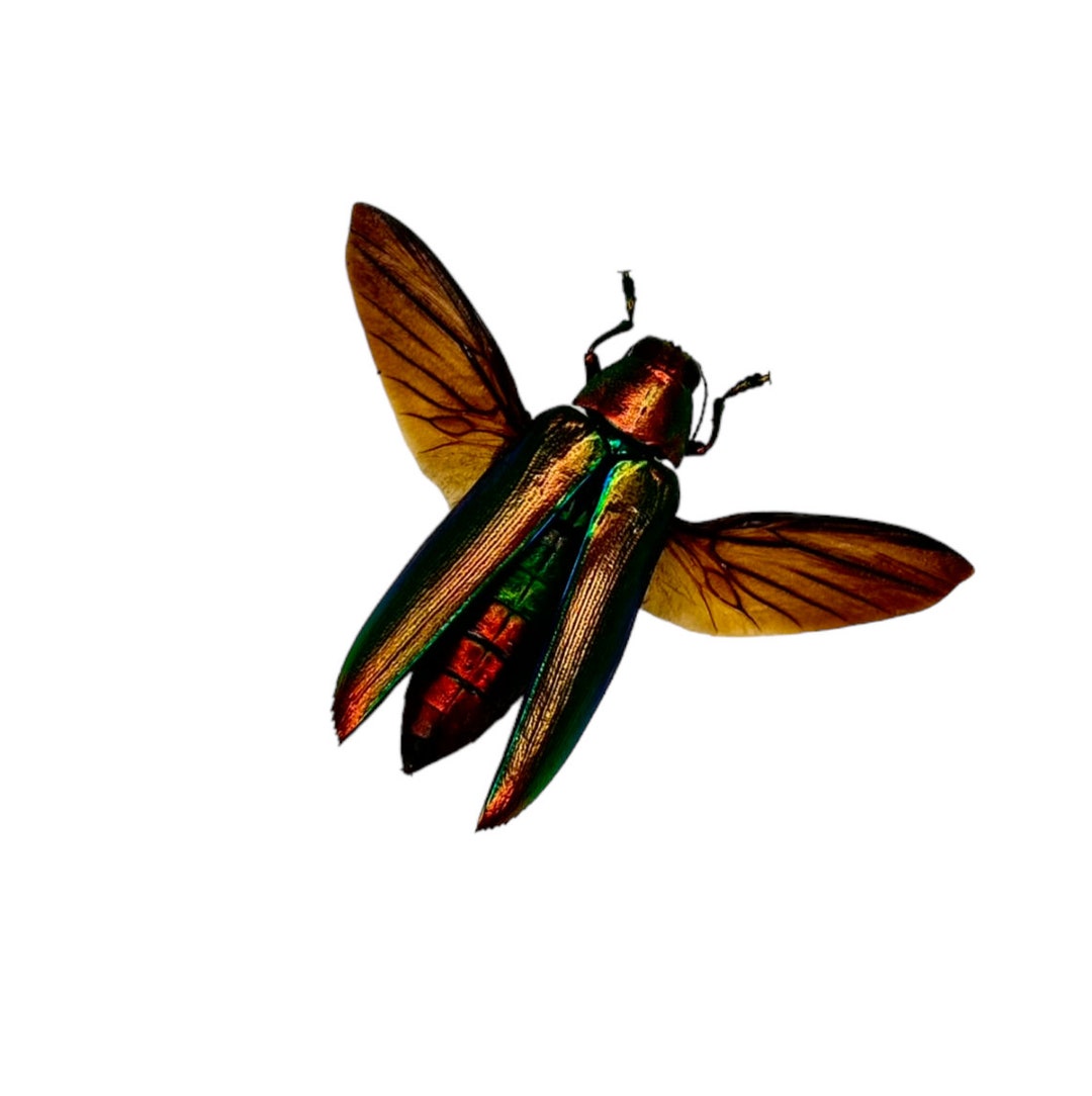 Rainbow Chromatic Beetle (chrysochroa Aurora) Spread Insect Specimen ...