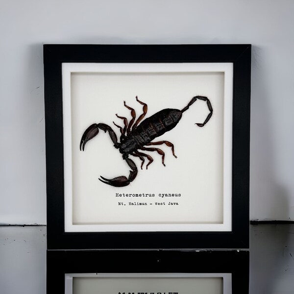 Scorpion - Etsy
